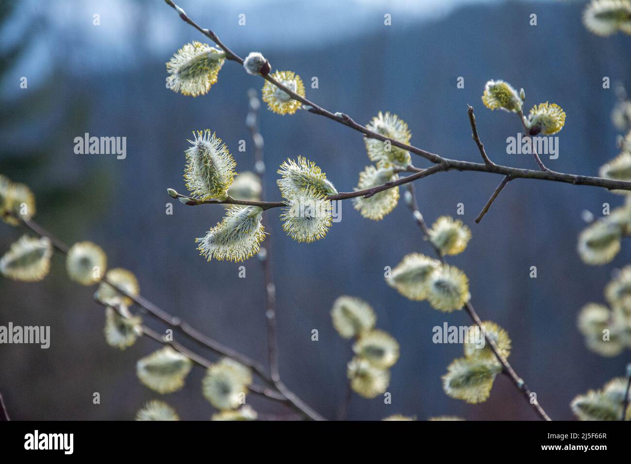 spring fluffy buds branches Stock Photo - Alamy