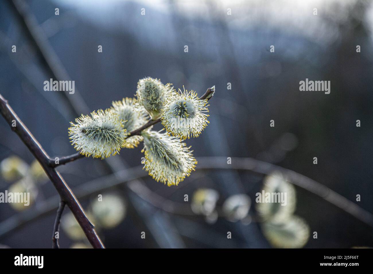 spring fluffy buds branches Stock Photo - Alamy