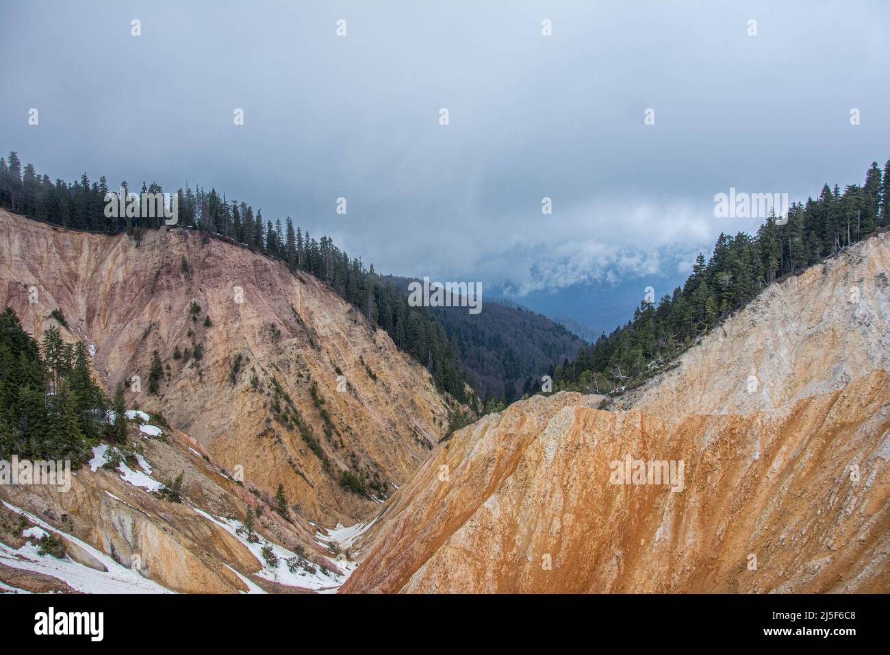 Trees on the mountains of the Apuseni Natural Park in Romania. The ...