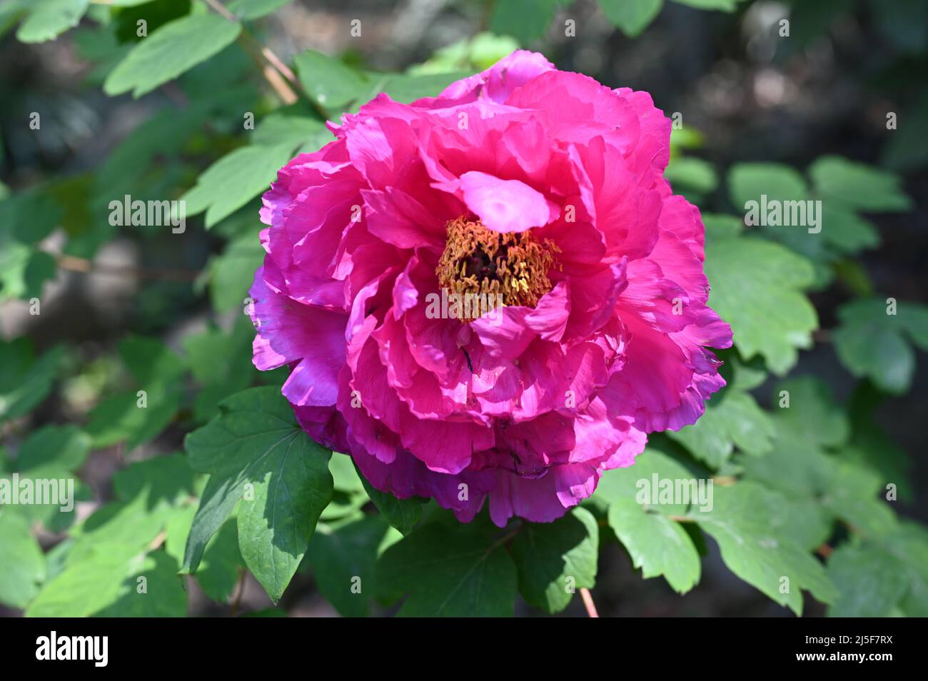Exploring and Enjoying the Rich Colors of the Famous Peonies Stock ...