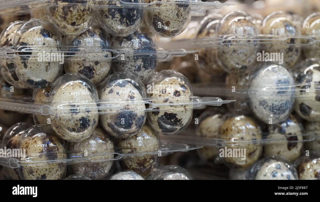 Quail eggs. Close-up of quail eggs in transparent plastic cells Stock ...