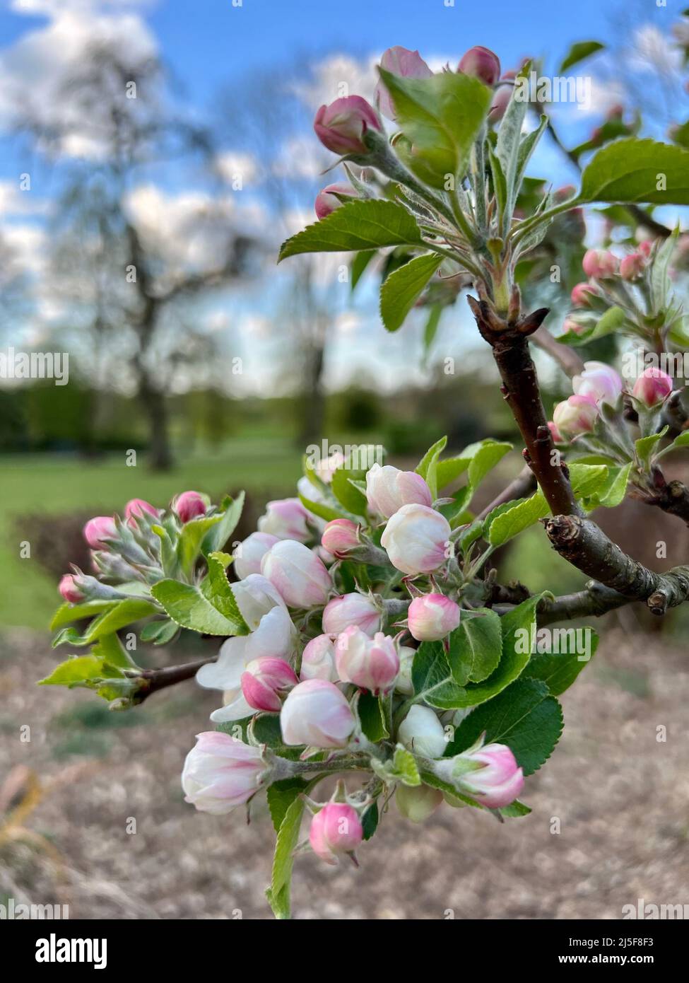 Heaton park scenic summer hi-res stock photography and images - Alamy