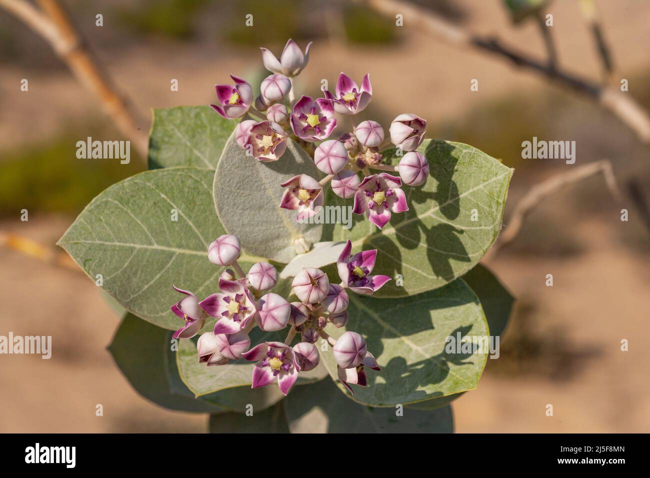 A Sodom apple (Calotropis procera) flowering in the Al Wasit Wetland ...