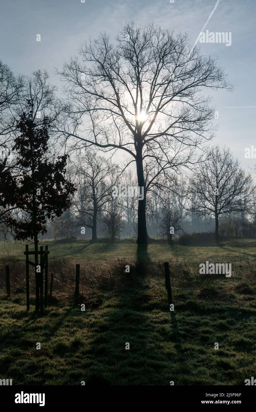 Landscape shot of a tree-lined landscape in east Flanders, belgium ...