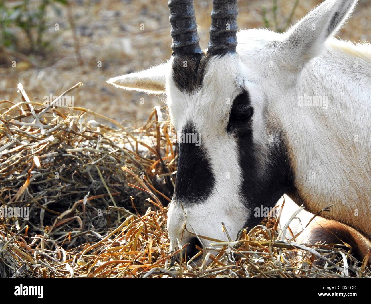 A portrait of a wild goat (Capra aegagrus) which inhabiting forests ...