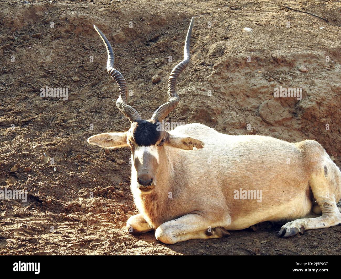 A portrait of a wild goat (Capra aegagrus) which inhabiting forests ...