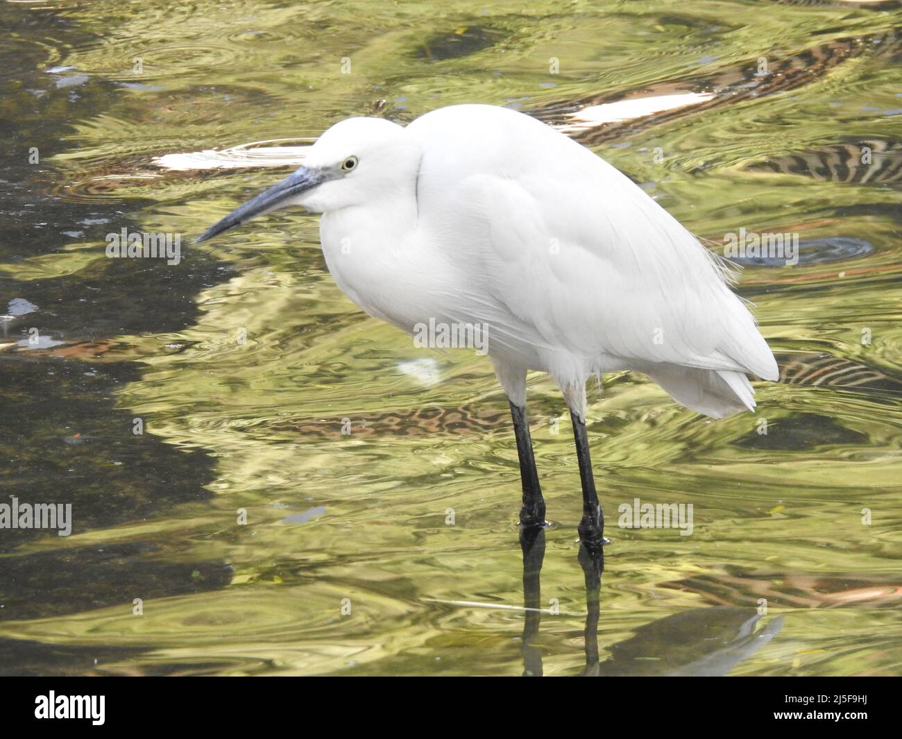 A portrait of little white egret standing in a shallow lake, the snowy ...