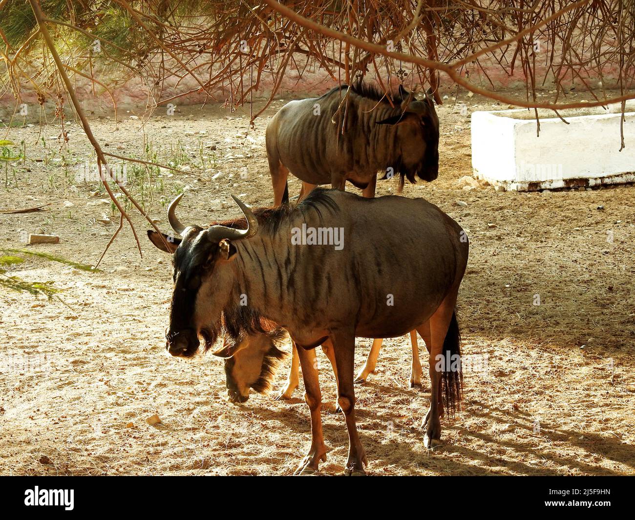 A portrait of a wildebeest animal, also called gnu that are antelopes ...