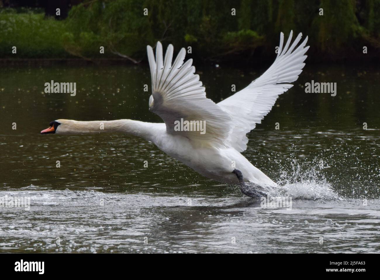 A mute swan takes off in a park lake Stock Photo - Alamy