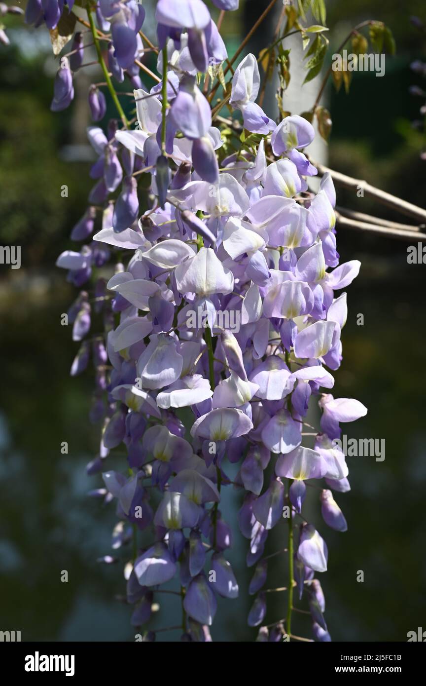 Explore the famous classical Chinese garden GuYi in Nanxiang, Shanghai ...