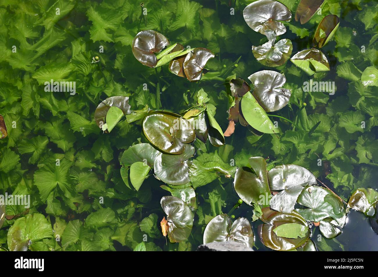 Explore the famous classical Chinese garden GuYi in Nanxiang, Shanghai ...