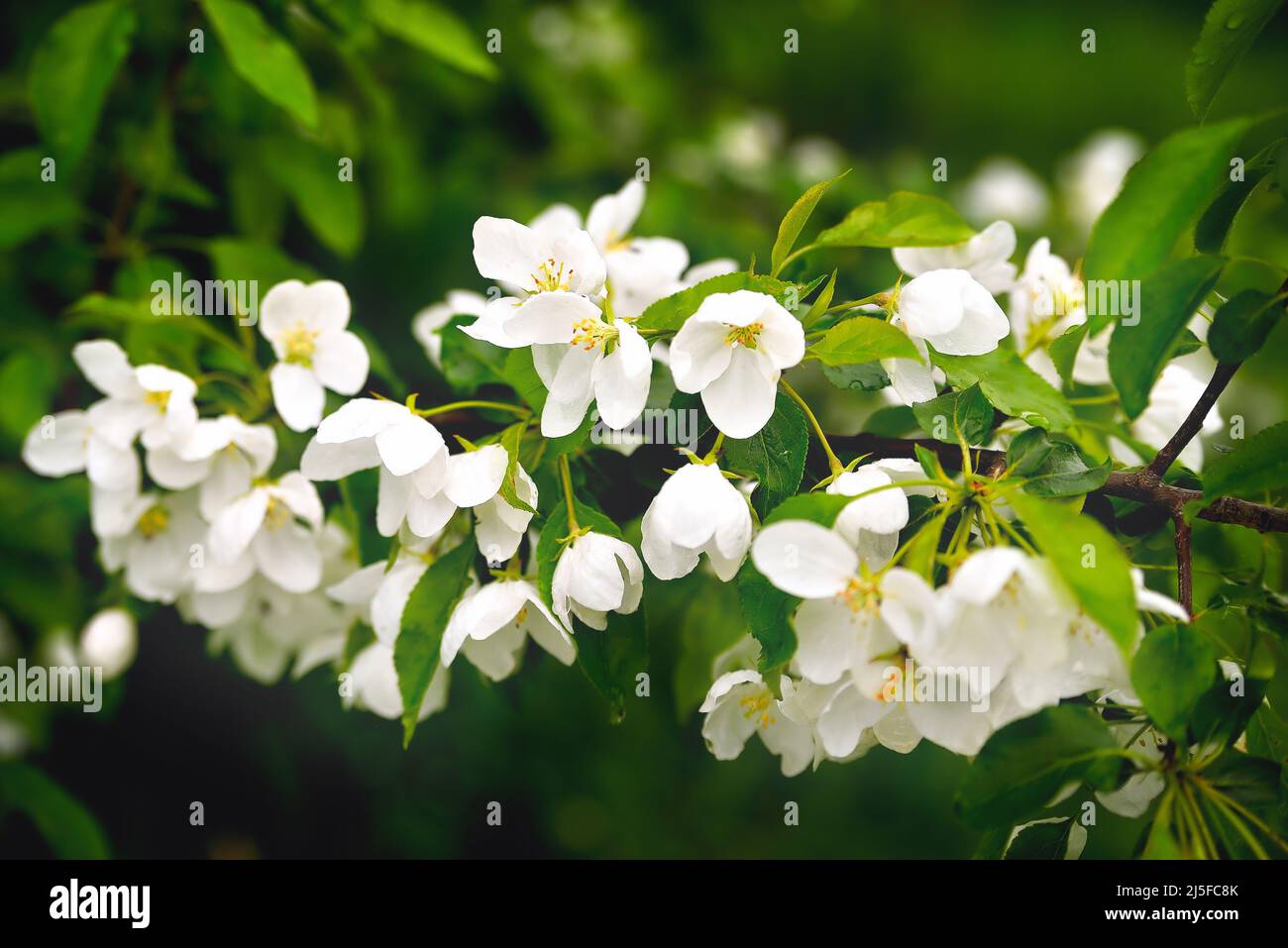 Apple tree flowers, cherry flowers, spring flowering tree branch ...