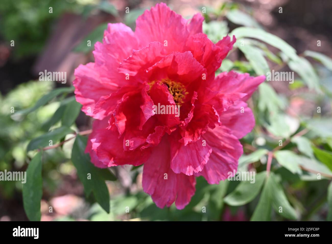 Exploring and Enjoying the Rich Colors of the Famous Peonies Stock ...