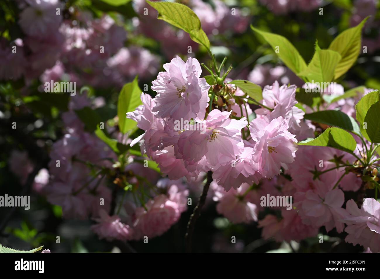 Explore the famous classical Chinese garden GuYi in Nanxiang, Shanghai ...