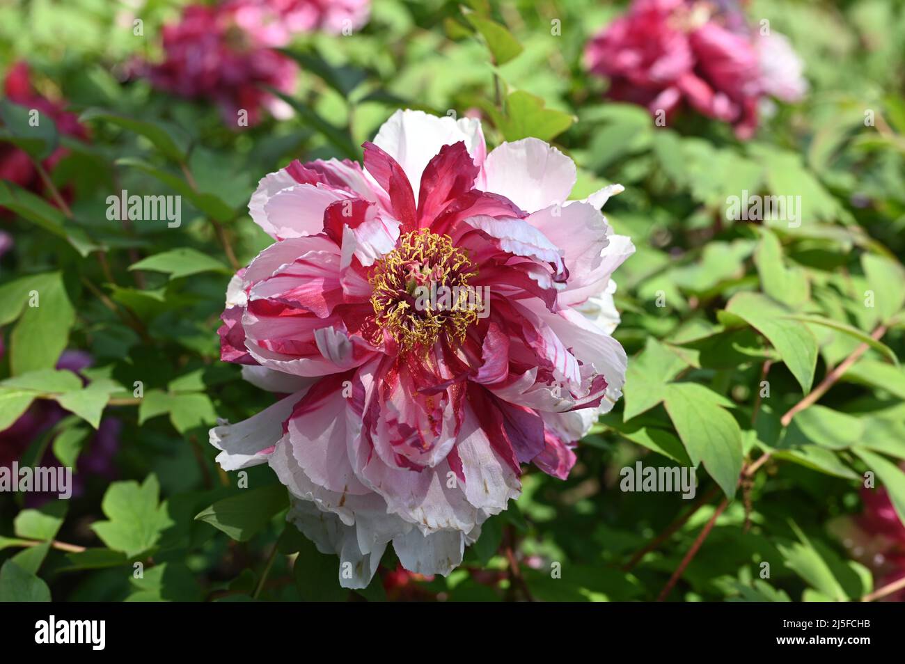 Exploring and Enjoying the Rich Colors of the Famous Peonies Stock ...