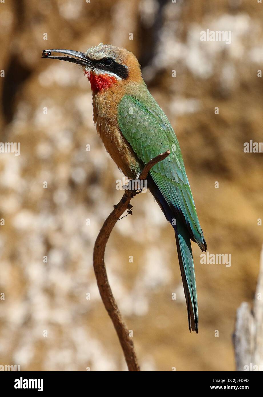 White-fronted Bee-eater, Kruger National Park, South Africa Stock Photo ...