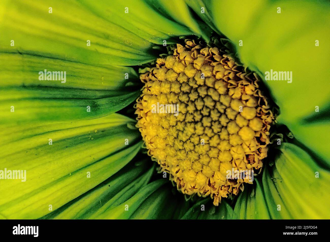 Macro view of a green colored daisy in spring Stock Photo - Alamy