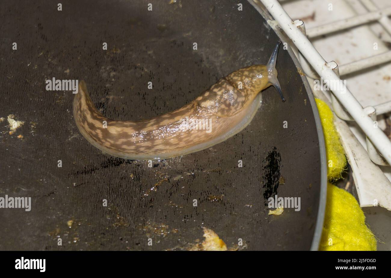 Insects of argentina hi-res stock photography and images - Alamy