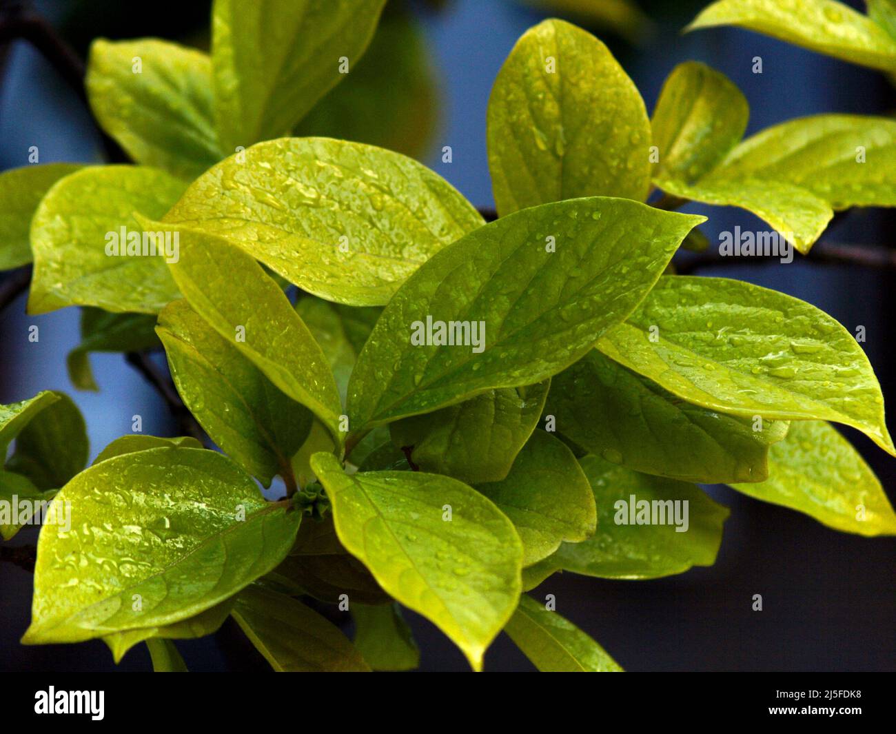 natural orange tree leaves Stock Photo - Alamy
