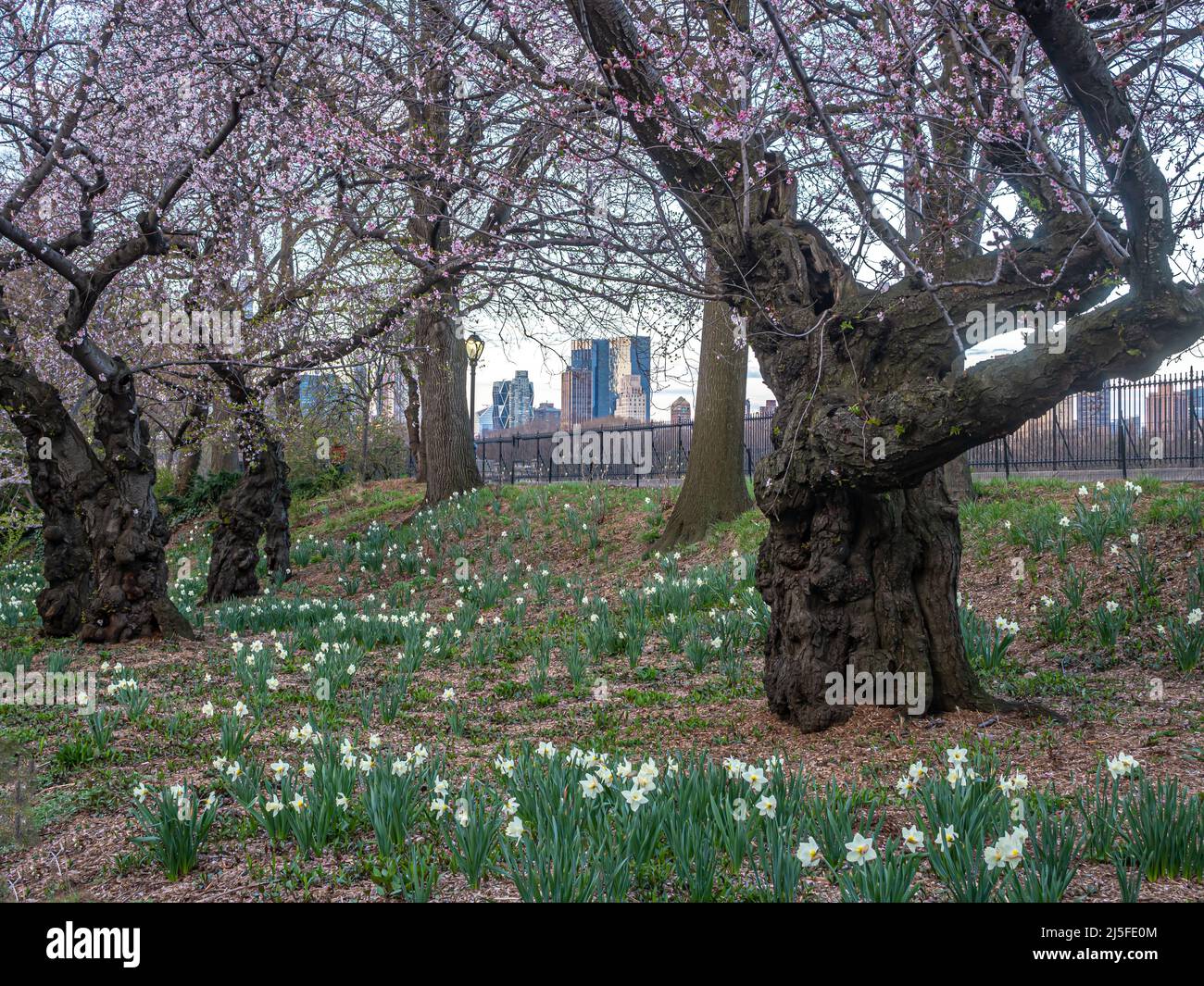 Spring in Central Park, New York City Stock Photo - Alamy Spring in Central Park, New York City Stock Photo - Alamy
