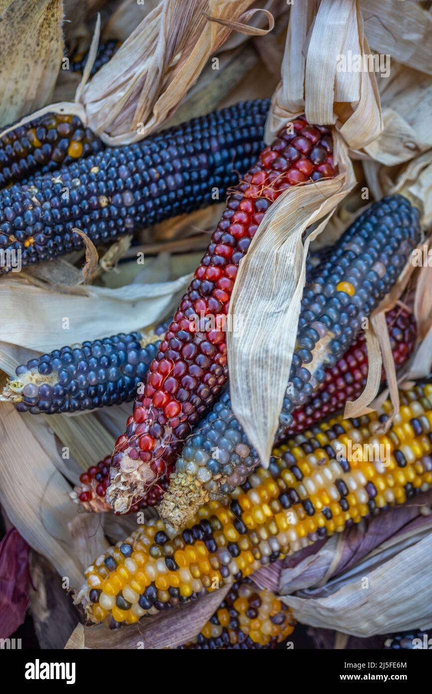 Maize, also known as corn in pile in ourdoor market Stock Photo - Alamy