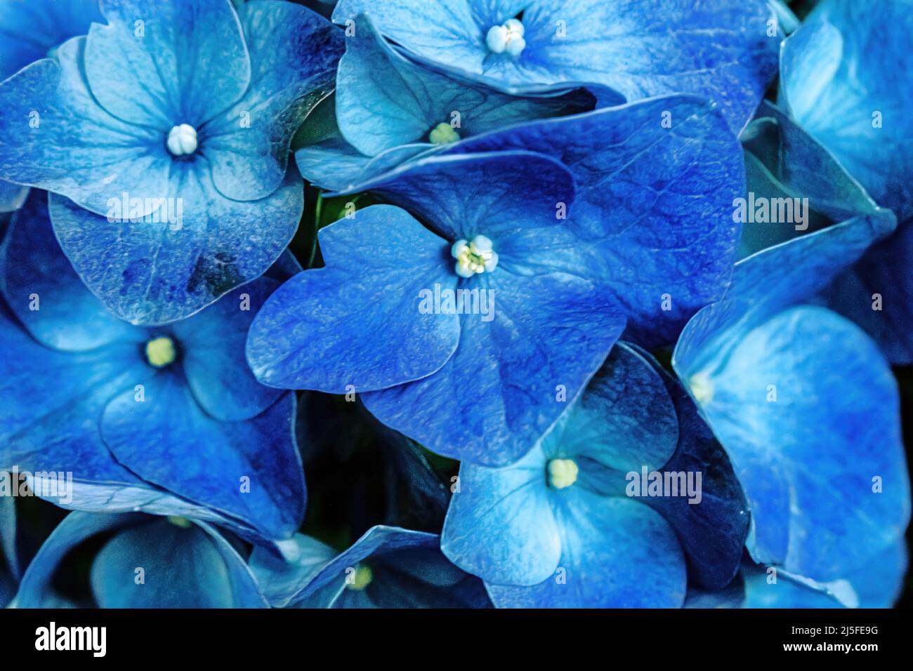 Blue hydrangea rose bush hi-res stock photography and images - Alamy