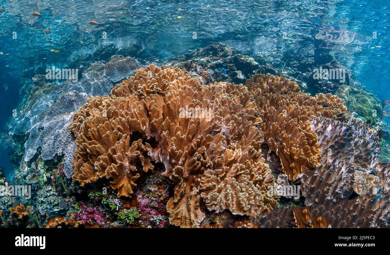 Coral reef in South Pacific in very shallow area Stock Photo - Alamy