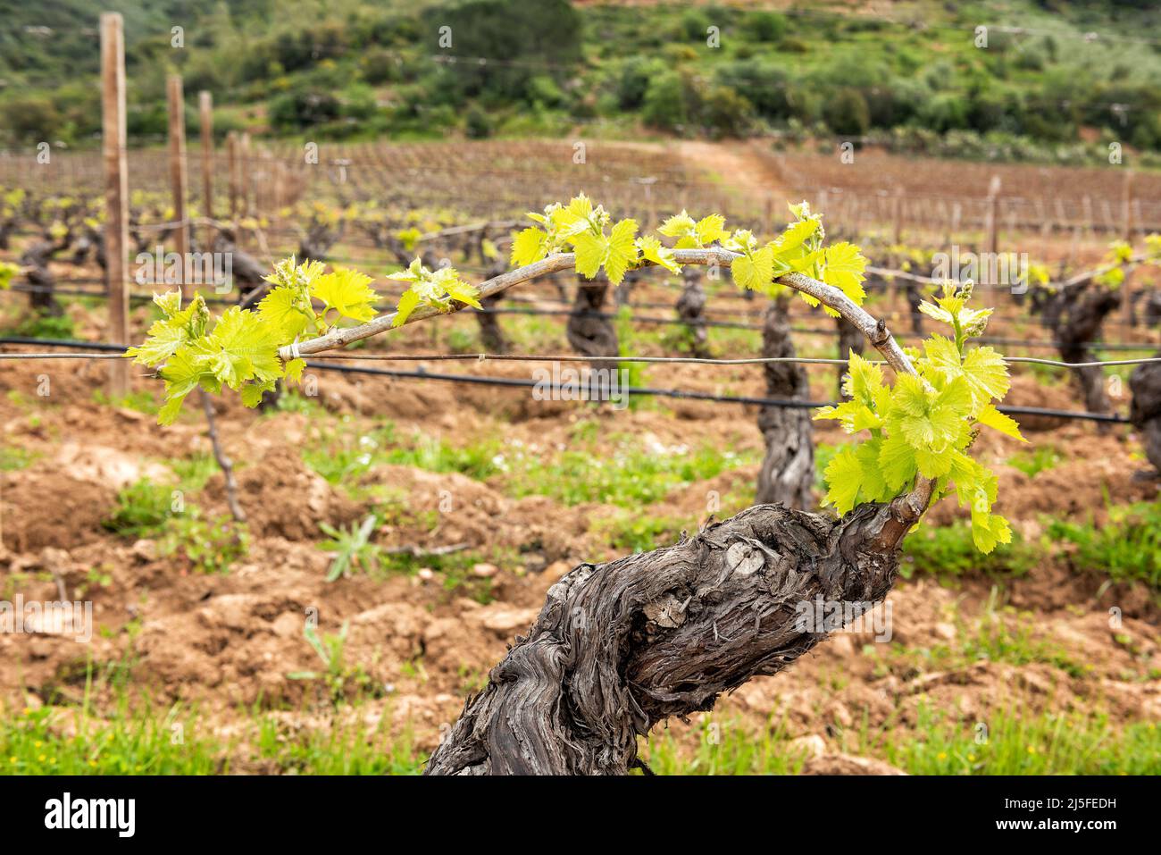Young inflorescence of the vine. Close-up of the buds and young leaves ...