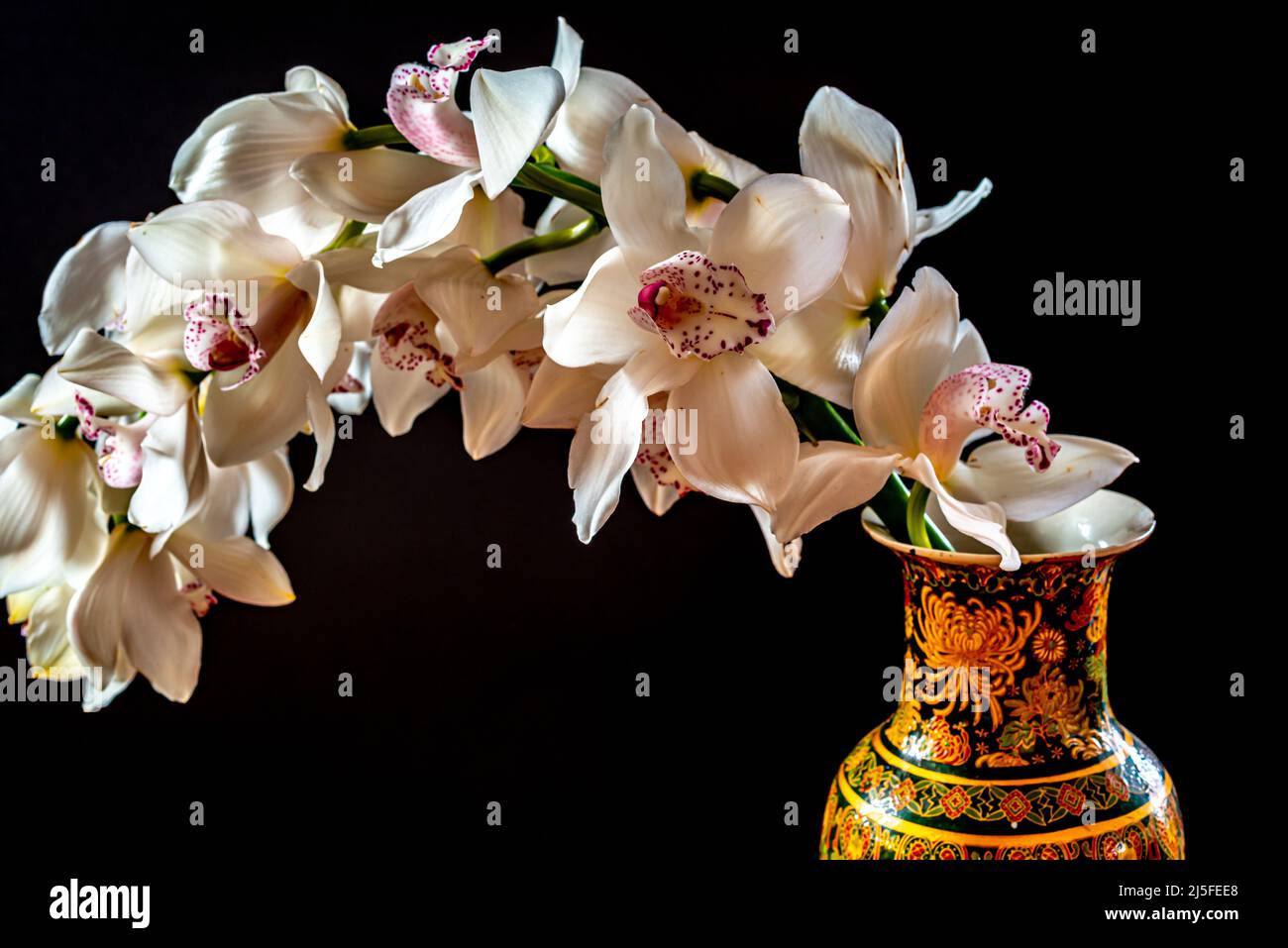Phalaenopsis commonly known as moth orchids in closeup Stock Photo - Alamy