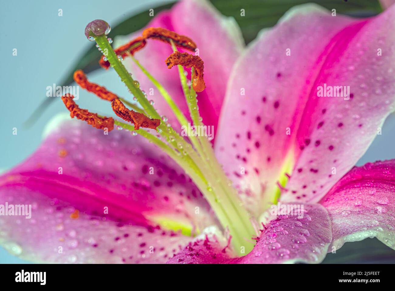 Lilium ,the Stargazer lily is a hybrid lily of the ,Oriental group on ...