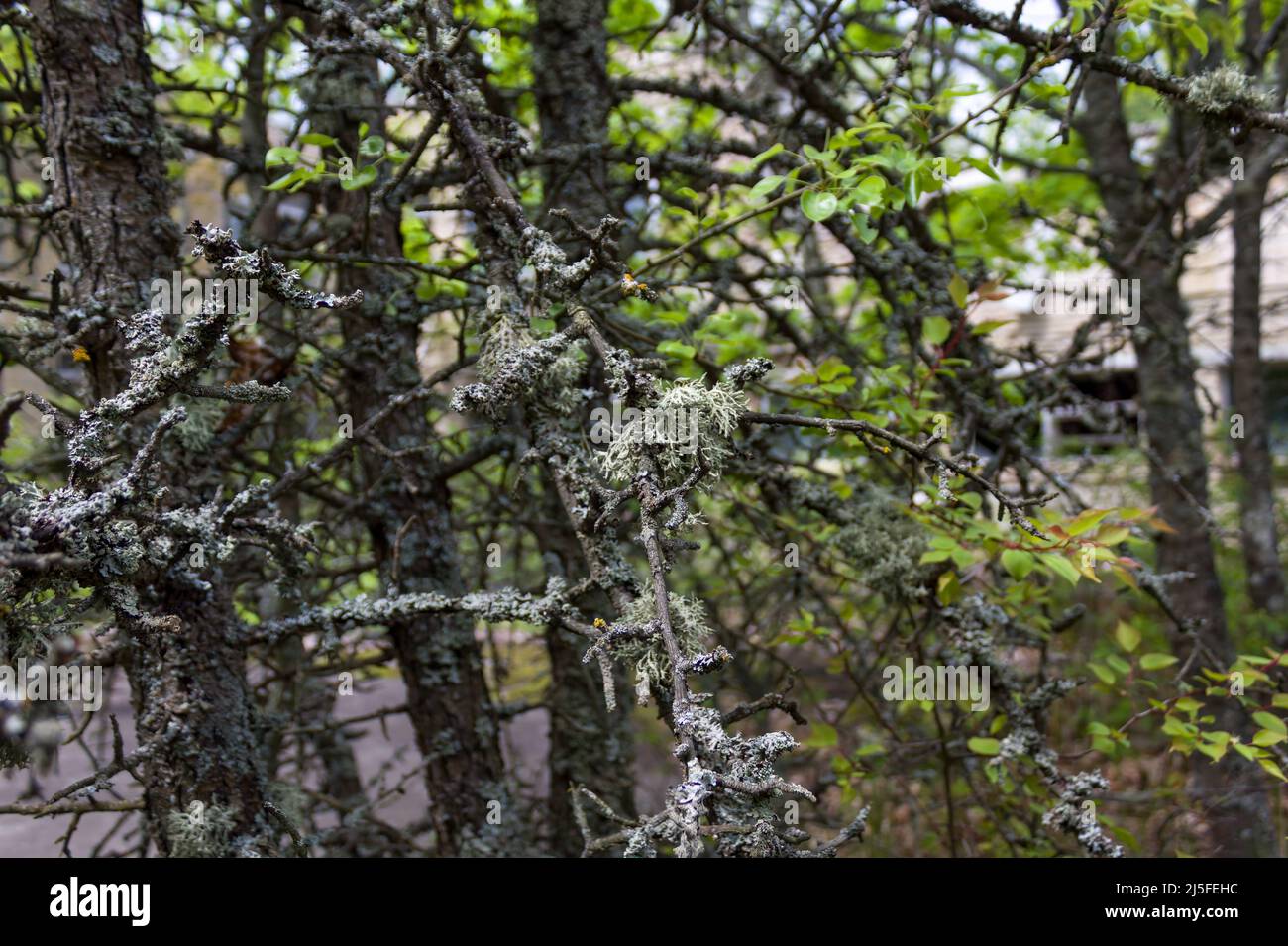 Evernia plum lichen on tree branches. Chernobyl Stock Photo - Alamy