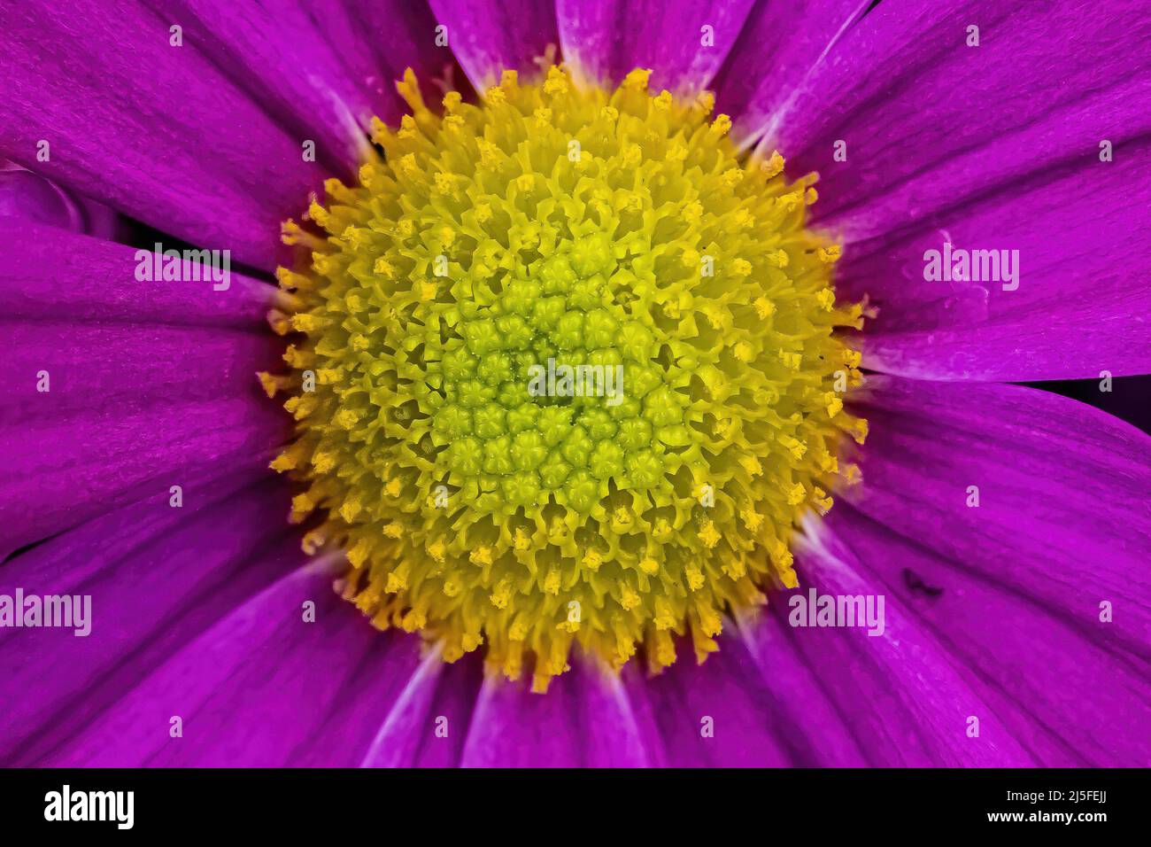 A macro view of a purple Persian daisy Stock Photo - Alamy