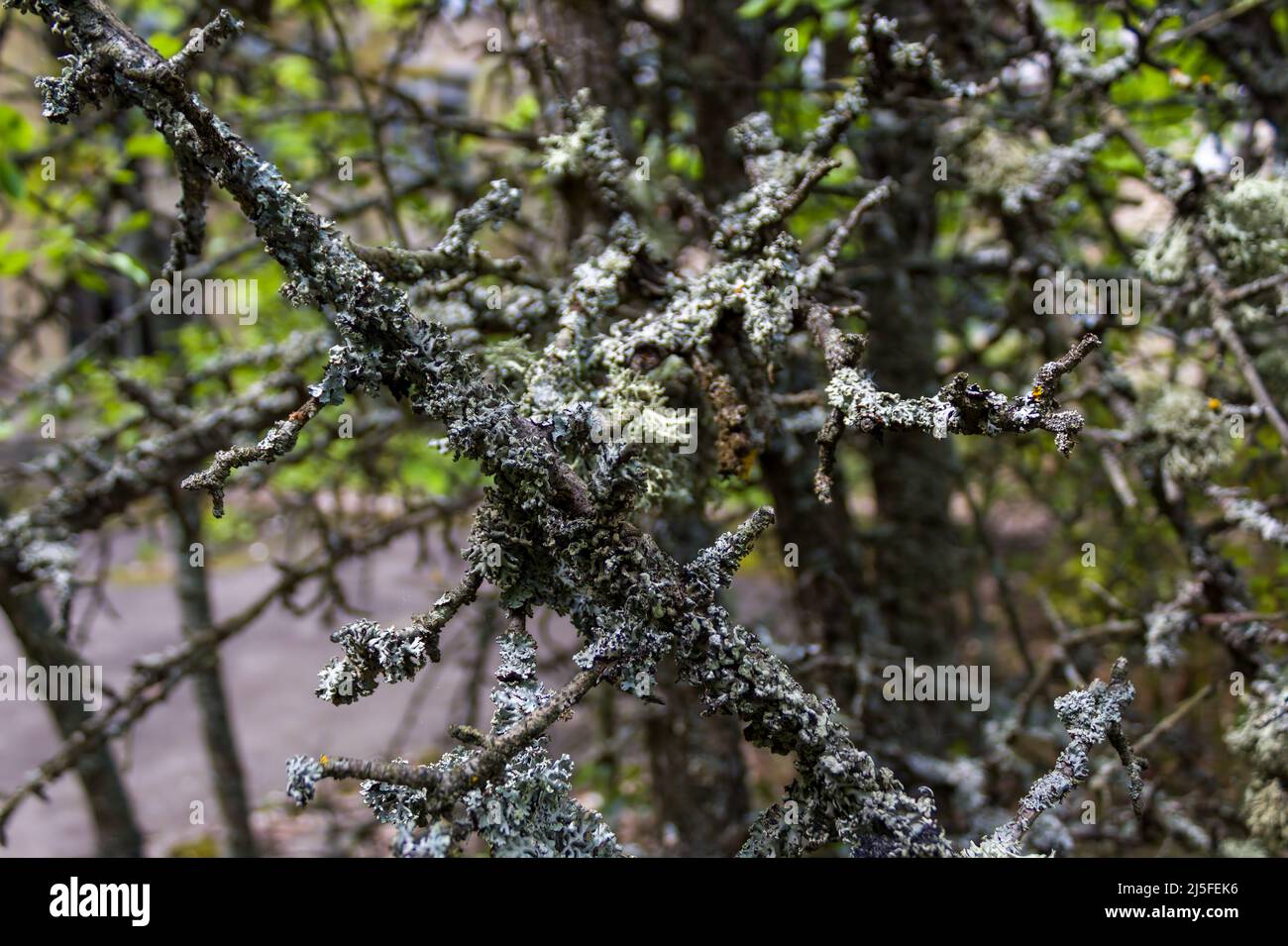 Chernobyl texture hi-res stock photography and images - Alamy