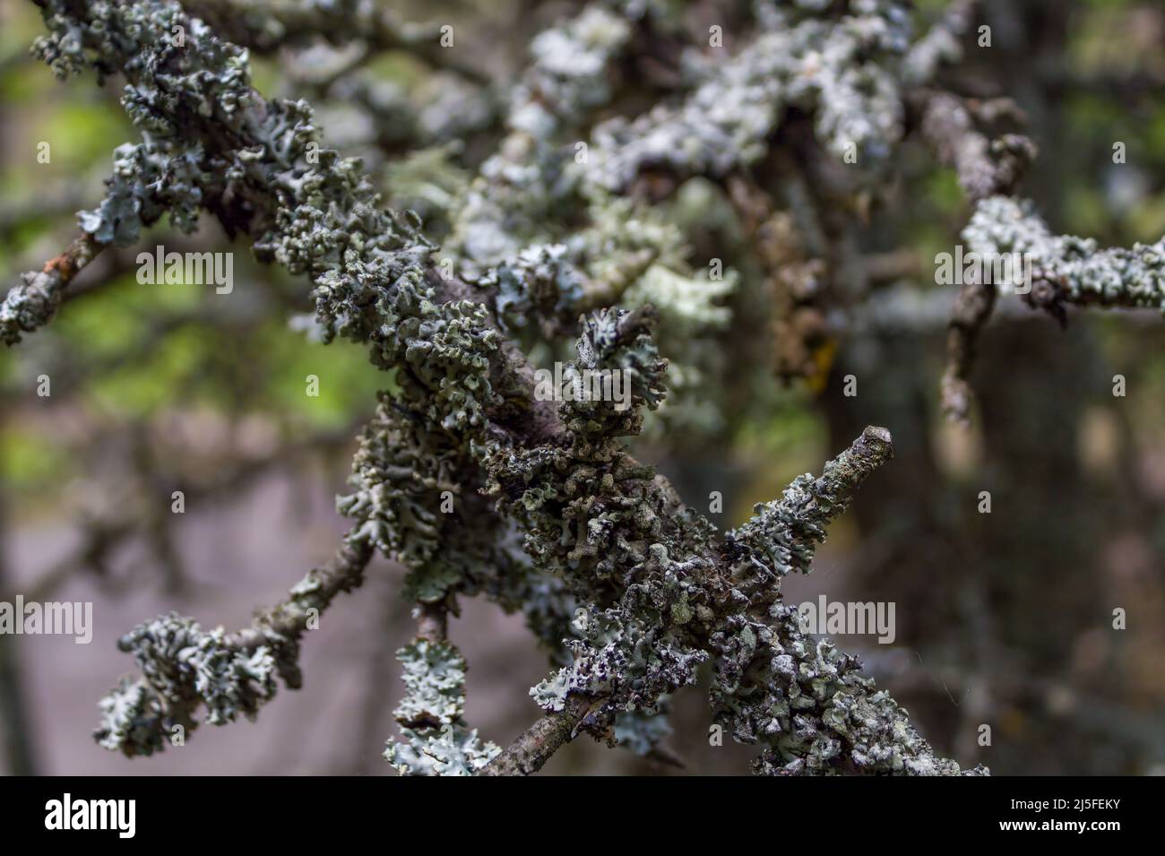 Evernia plum lichen on tree branches. Chernobyl Stock Photo - Alamy