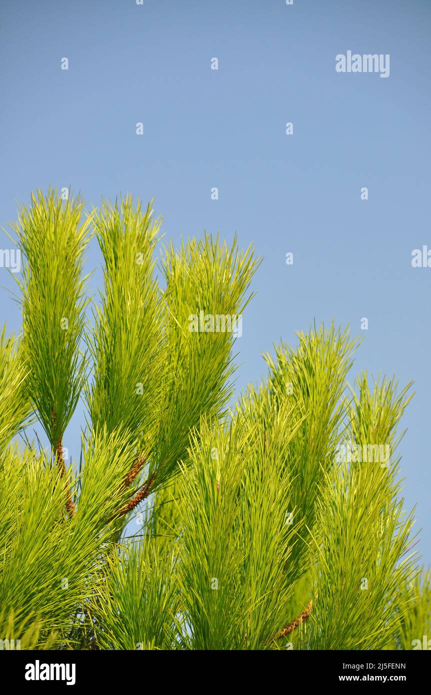 Needle leaf pine tree in its natural environment, pine tree in nature ...
