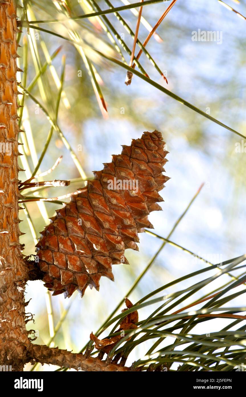 Needle leaf pine tree in its natural environment, pine tree in nature ...