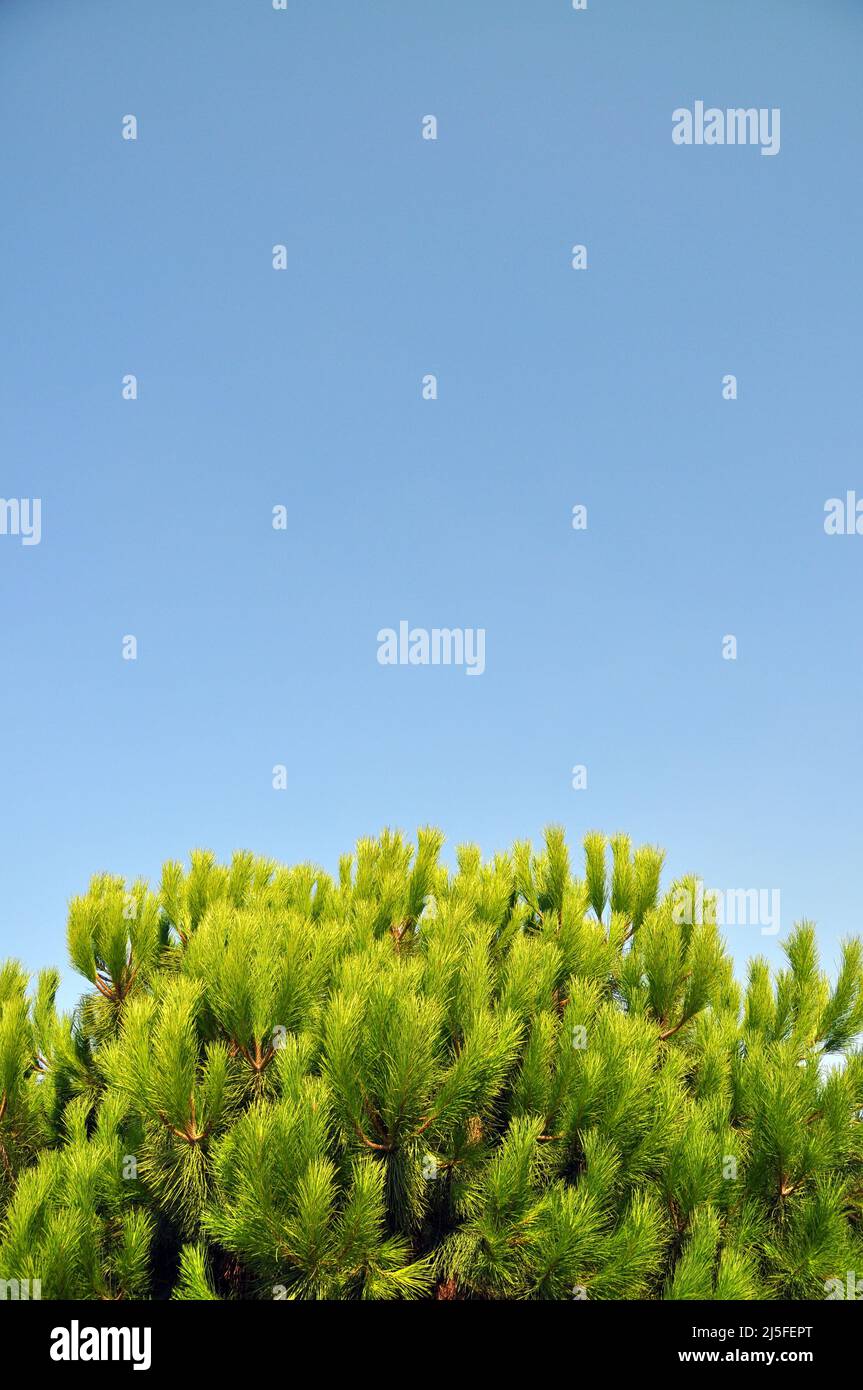 Needle leaf pine tree in its natural environment, pine tree in nature ...