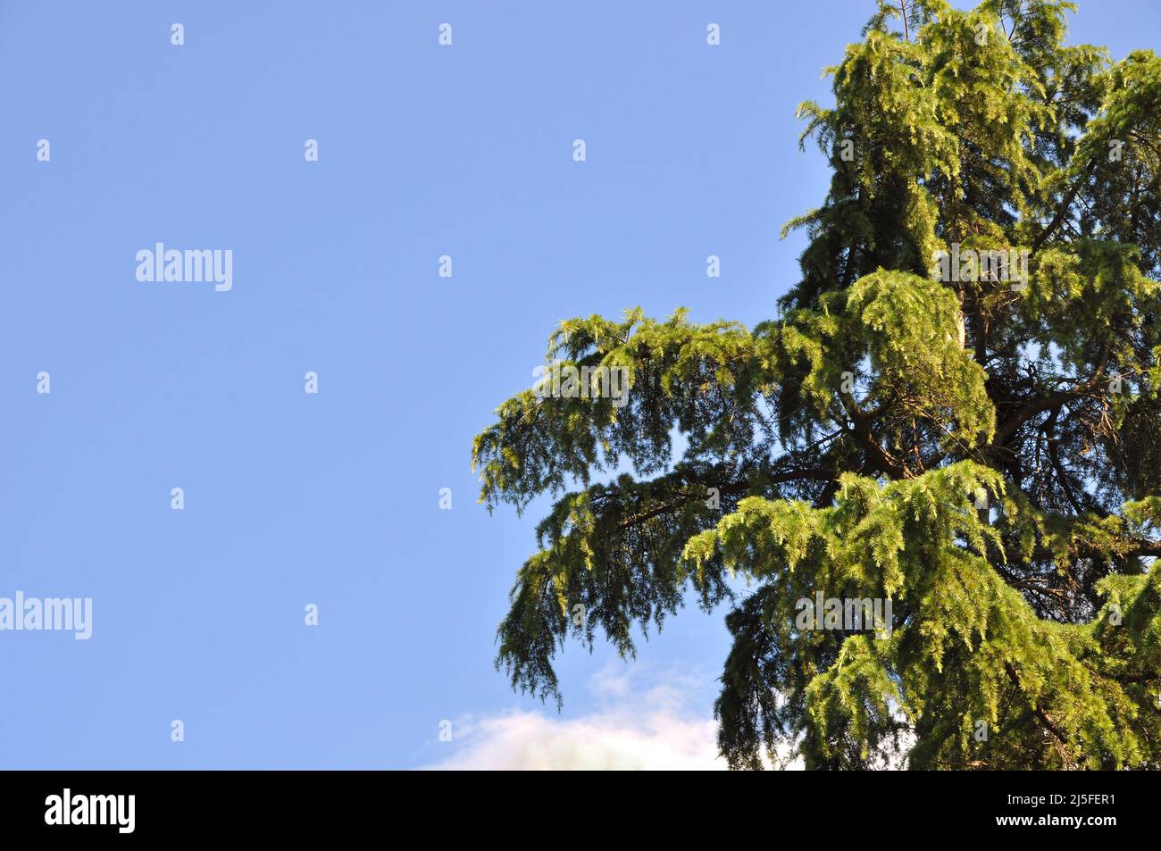 Needle leaf pine tree in its natural environment, pine tree in nature ...