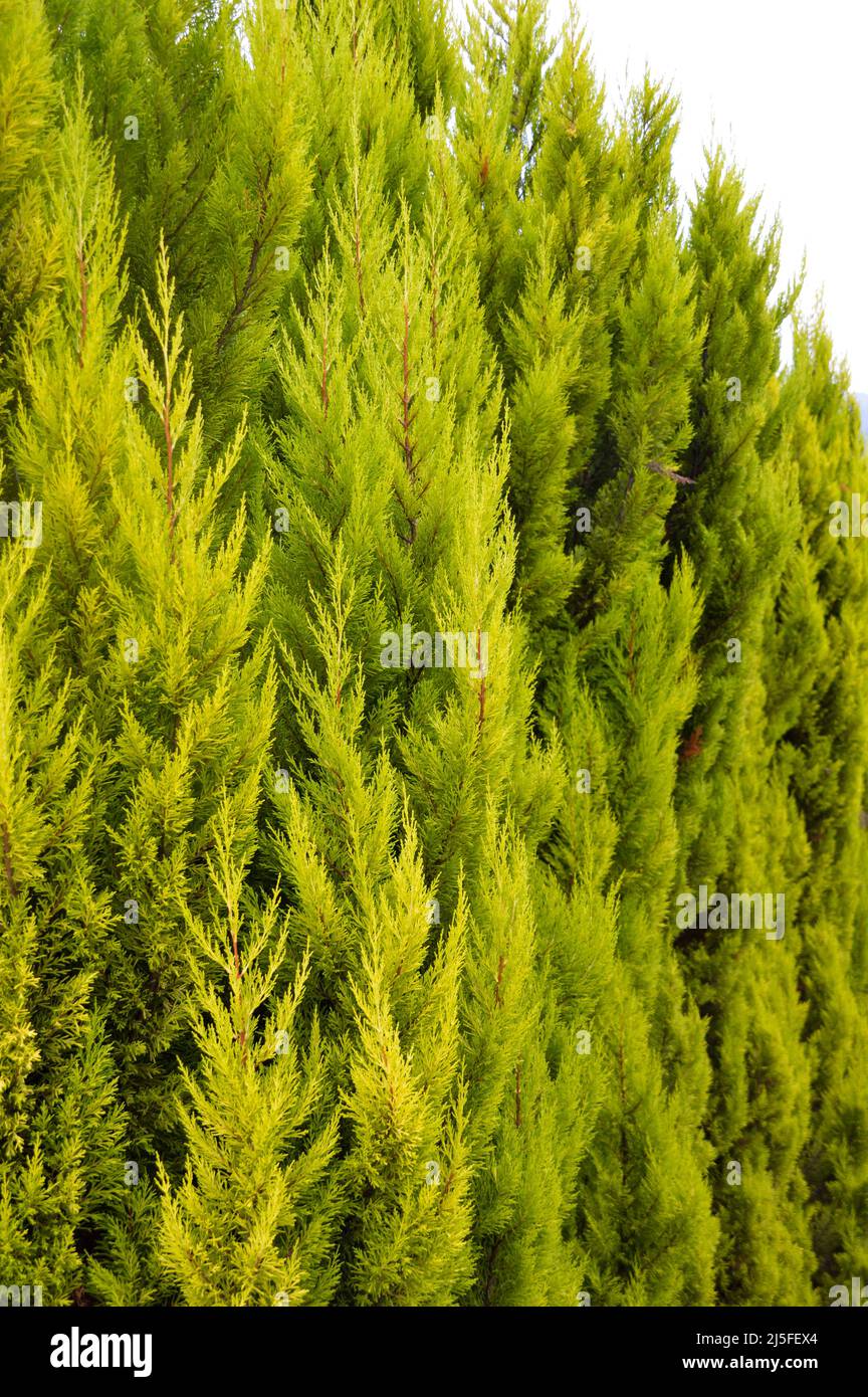 Needle leaf pine tree in its natural environment, pine tree in nature ...