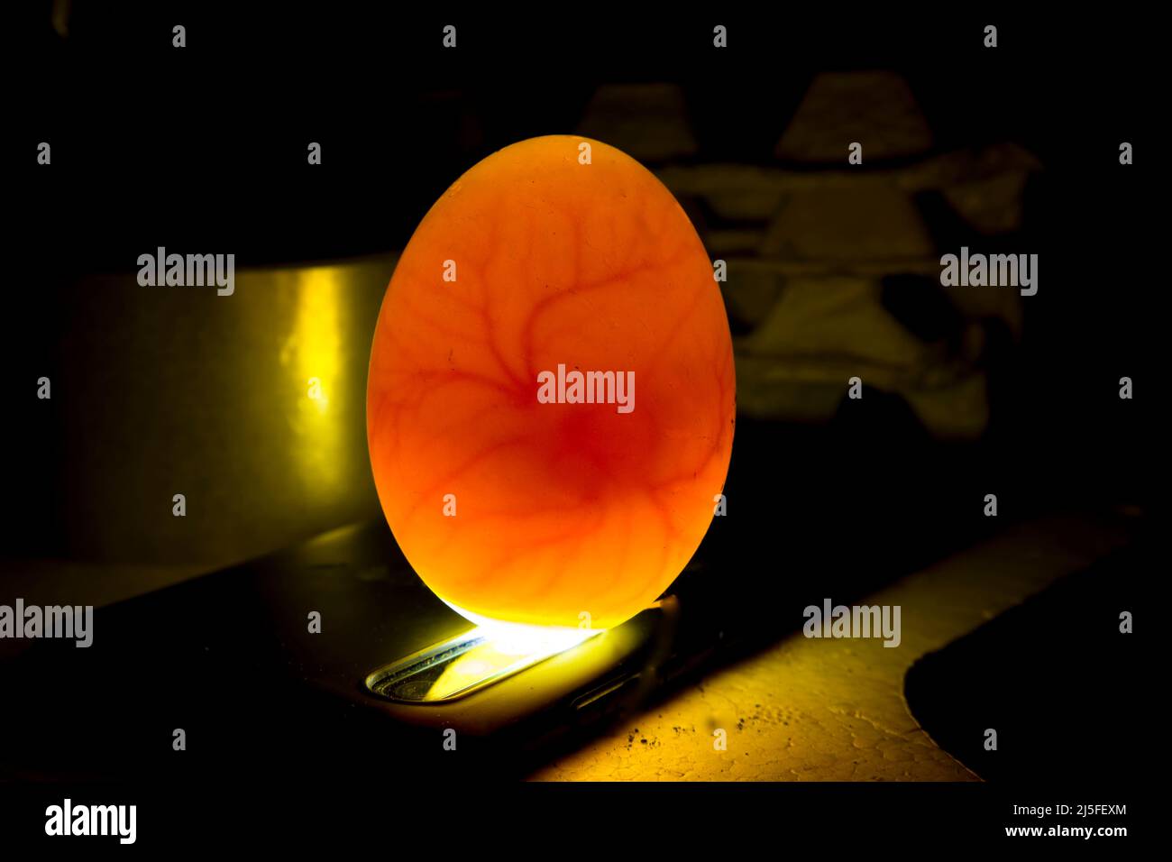 egg with chicken embryo inside. Fertilized egg Stock Photo - Alamy