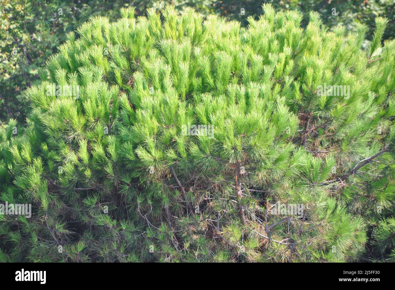 Needle leaf pine tree in its natural environment, pine tree in nature ...
