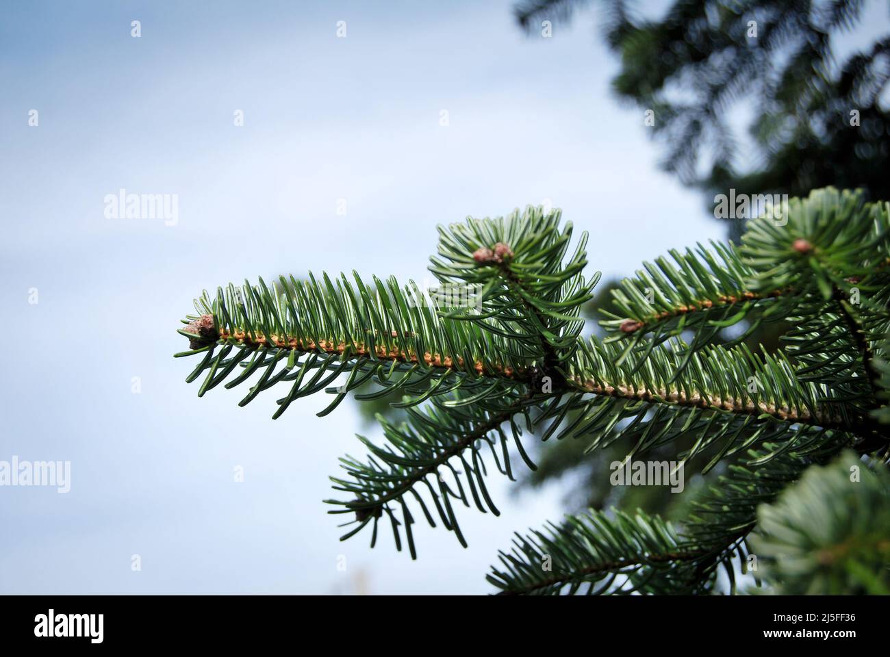 Needle leaf pine tree in its natural environment, pine tree in nature ...