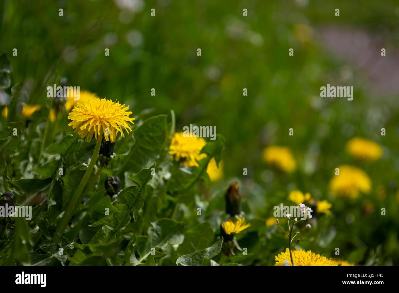 Gold dandelion hi-res stock photography and images - Alamy