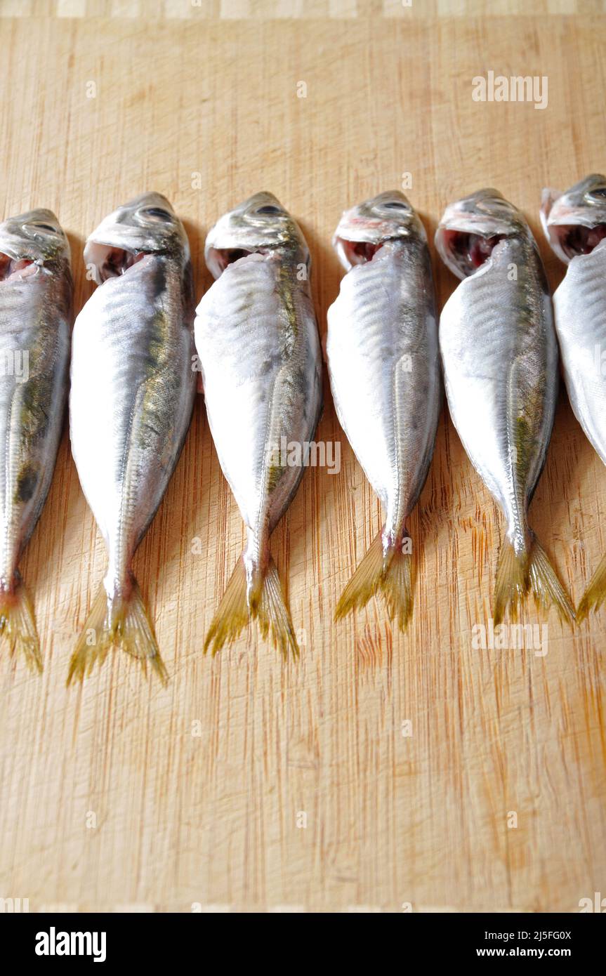 Cleaned and ready to cook fresh fish horse mackerel, istavrit fish, on ...