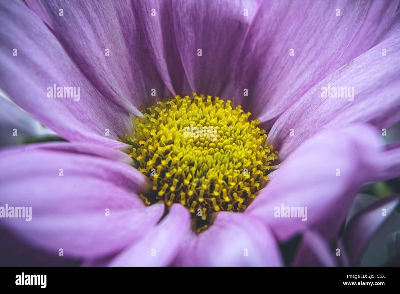 A macro view of a purple Persian daisy Stock Photo - Alamy