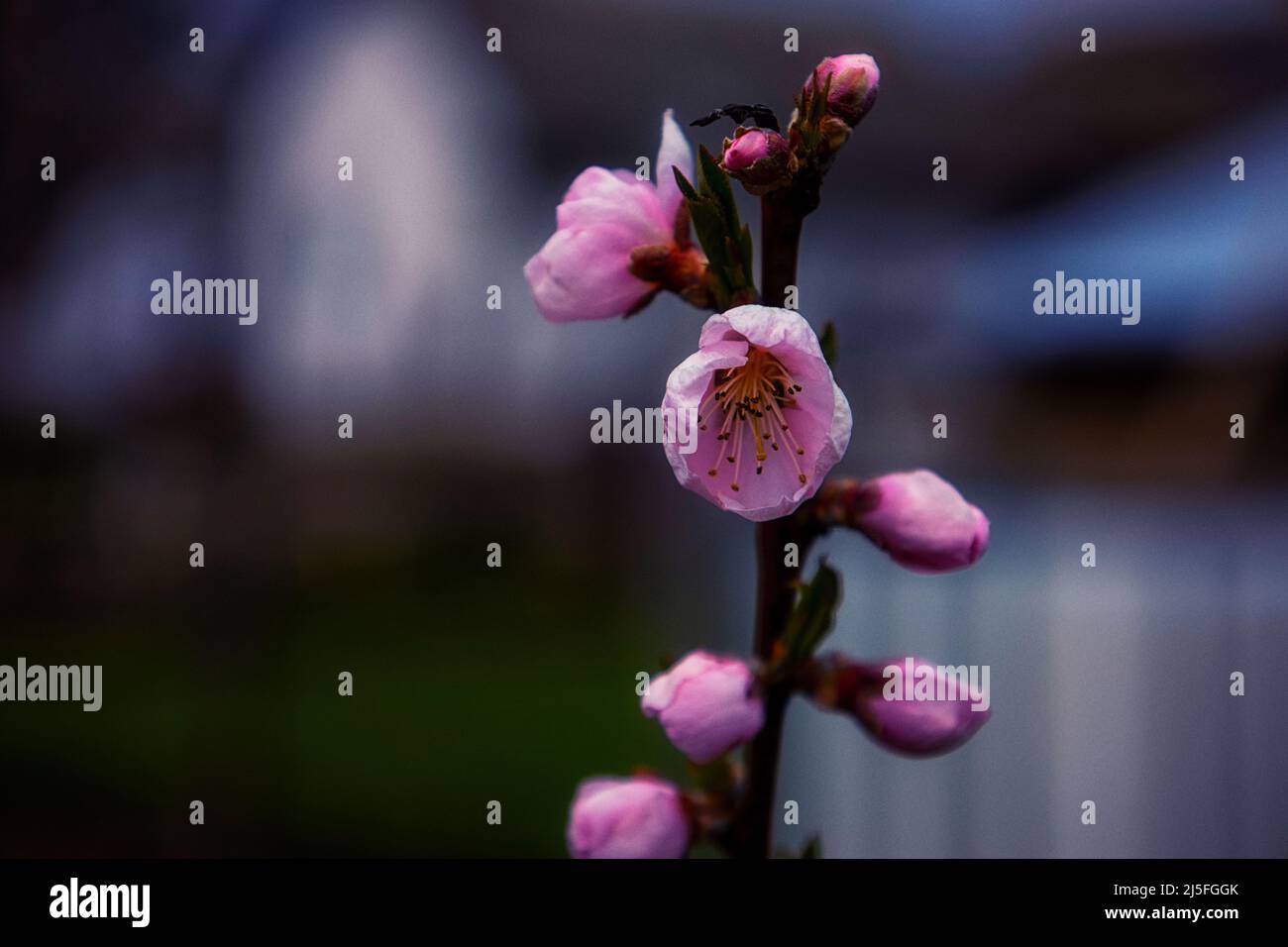 Pink peach flower. Blurred background Stock Photo - Alamy