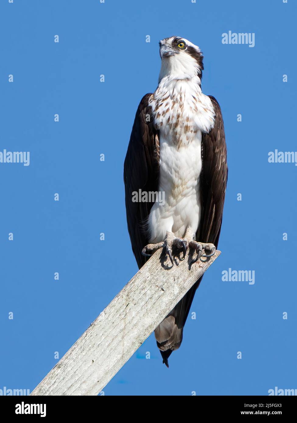 Osprey standing hi-res stock photography and images - Alamy