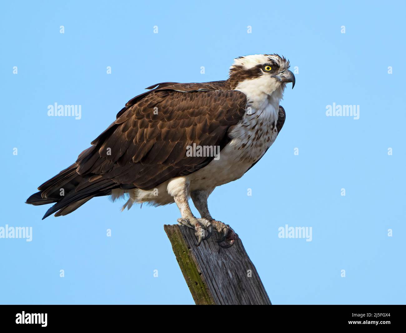Osprey standing hi-res stock photography and images - Alamy