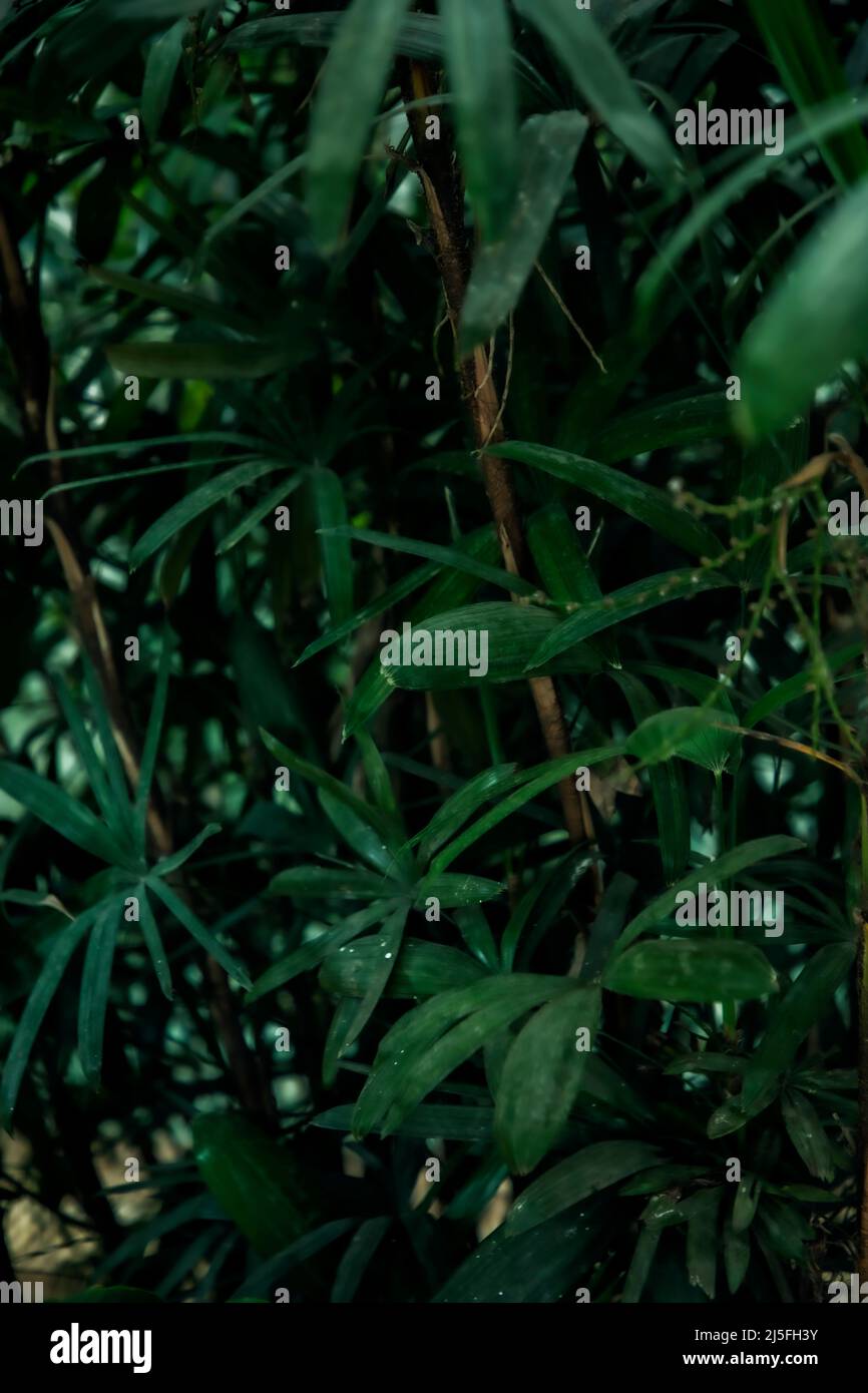 abstract Green leaf background Stock Photo - Alamy