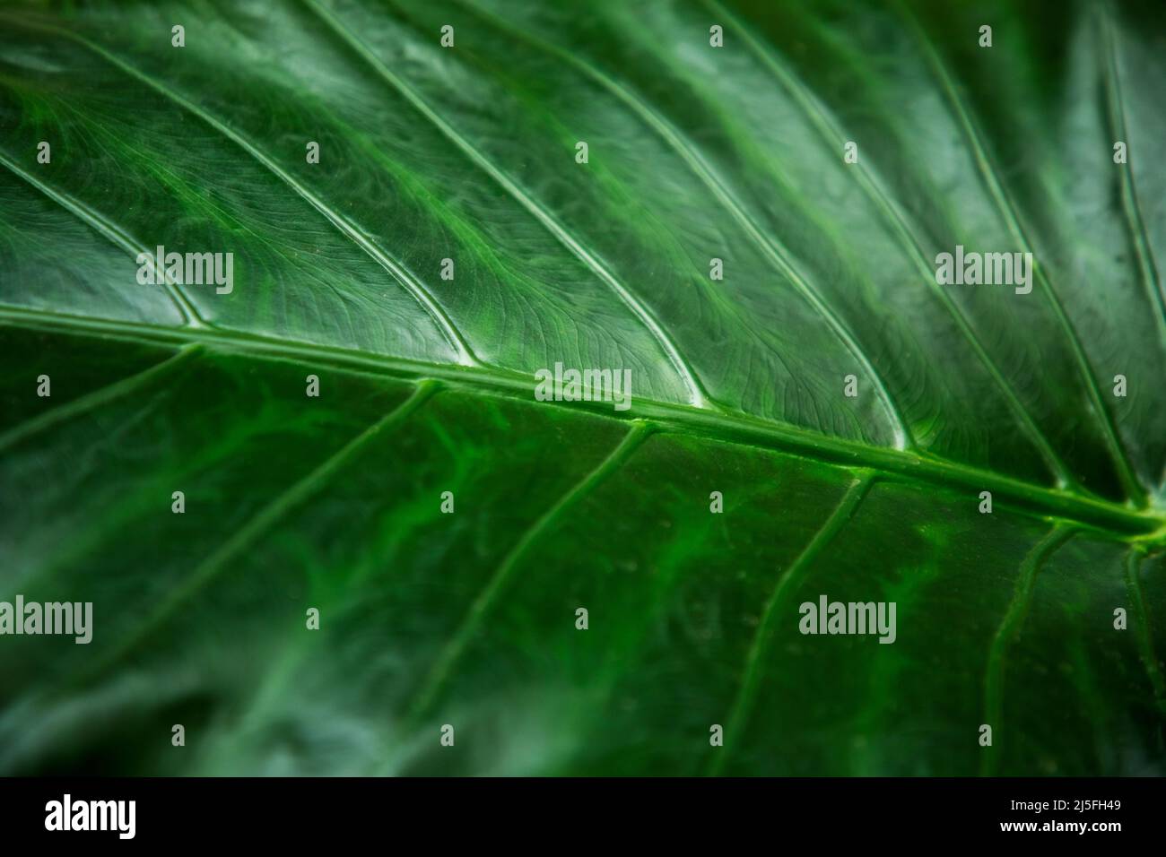abstract Green leaf background Stock Photo - Alamy